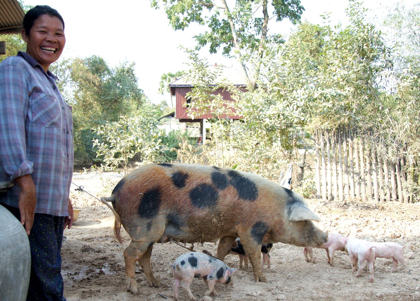 Give a Pig – Holt International - Gifts of Hope